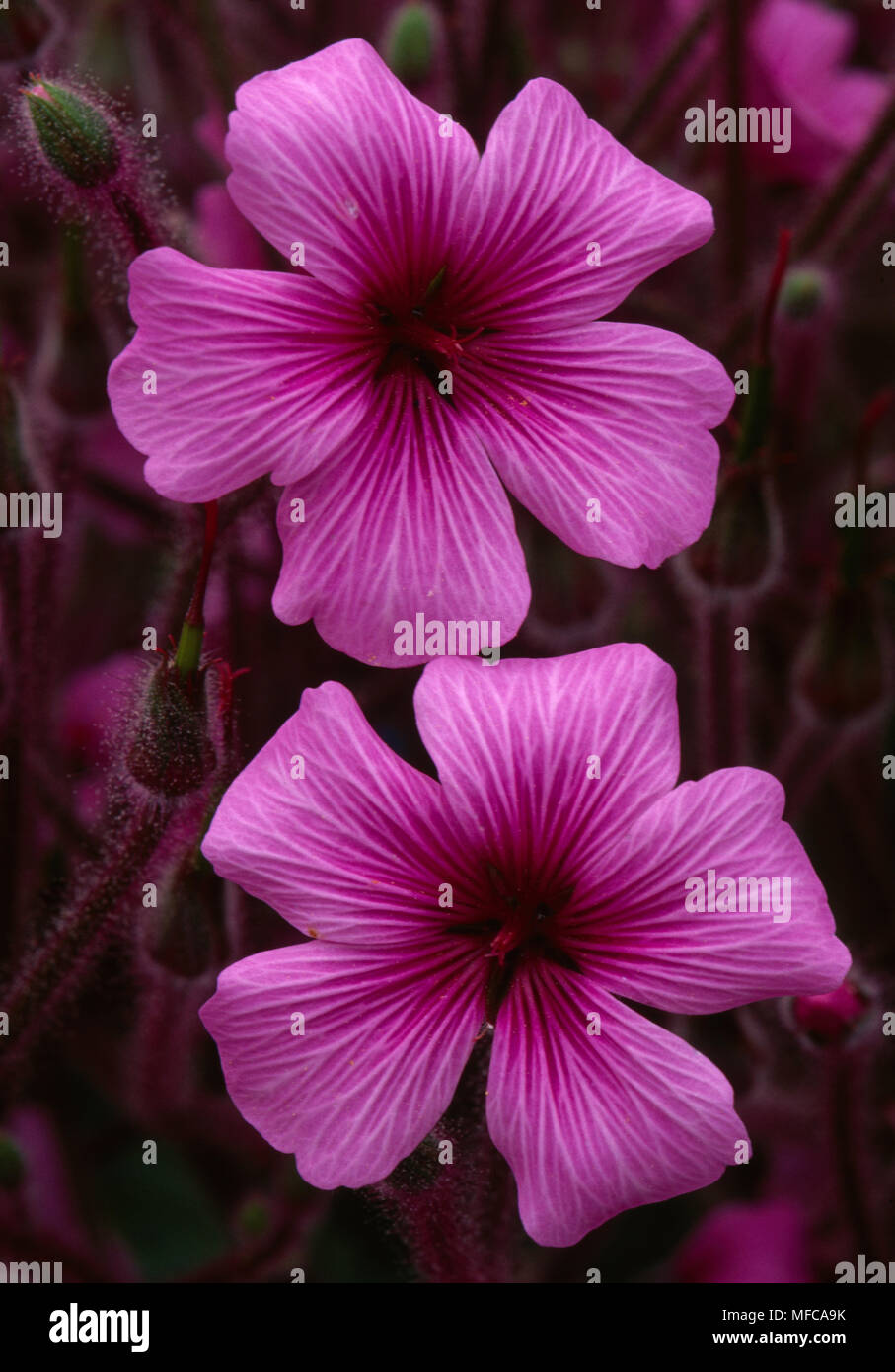 MADEIRA GERANIUM two flowers, Geranium maderense close detail ...