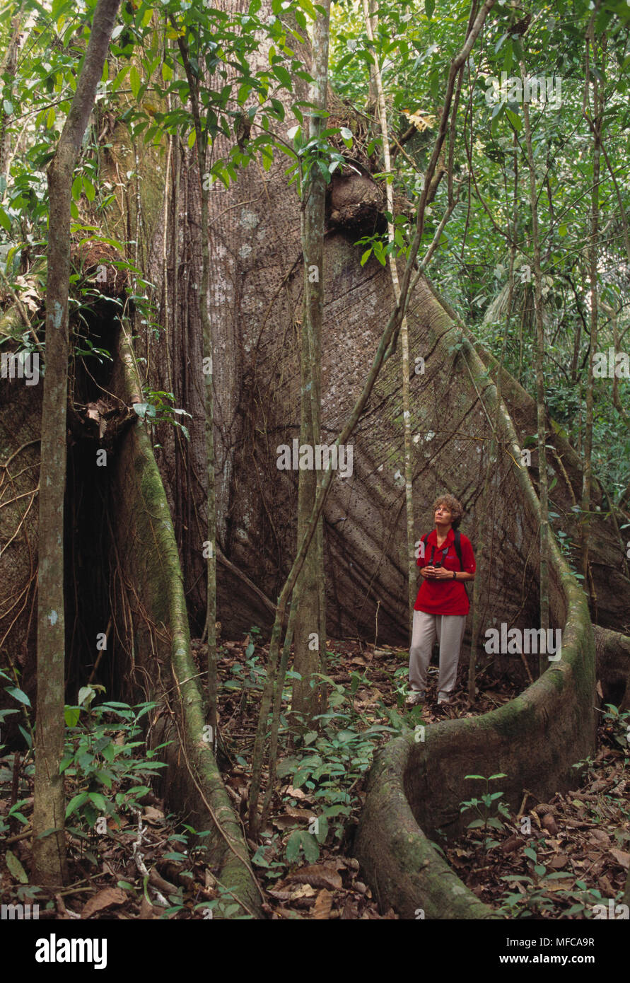 KAPOK TREE or SILK COTTON TREE Ceiba sp. Woman standing by giant ...