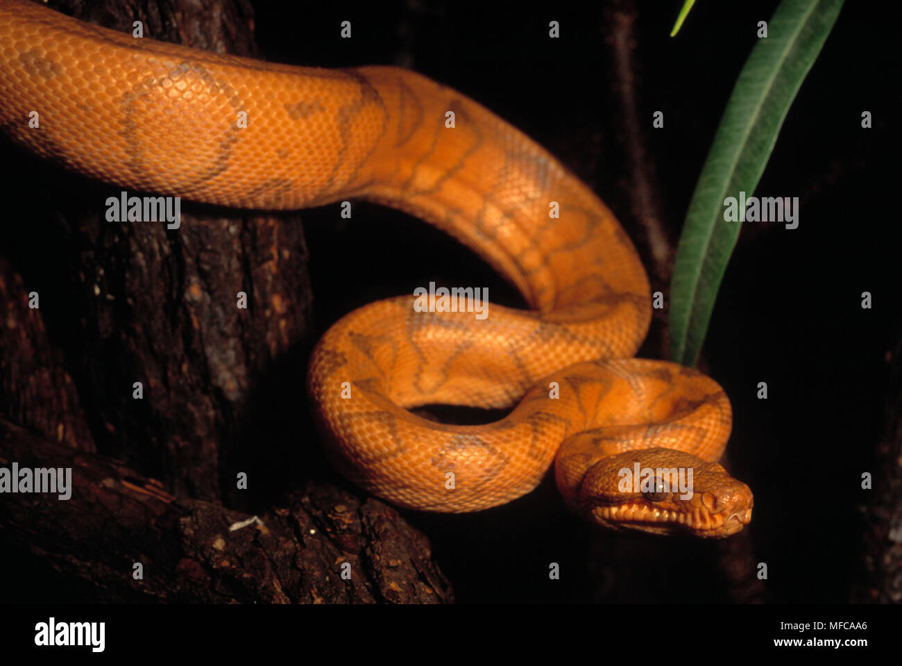 ANNULATED BOA Corallus annulatus Costa Rica Stock Photo - Alamy