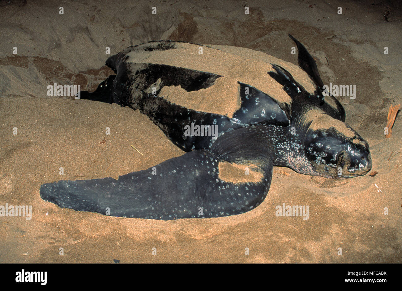 LEATHERBACK TURTLE Dermochelys coriacea digging nest to lay eggs. Las ...