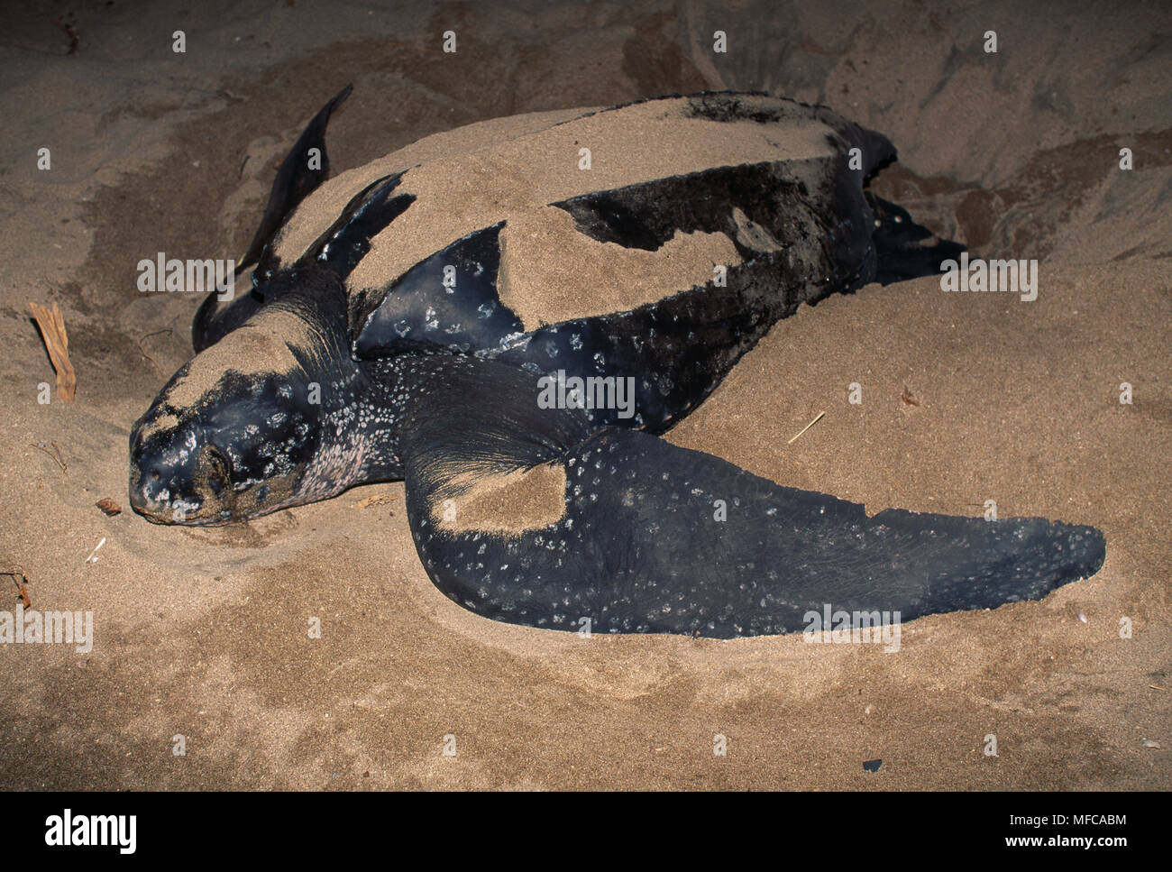 LEATHERBACK TURTLE digging nest Dermochelys coriacea Las Baulas ...