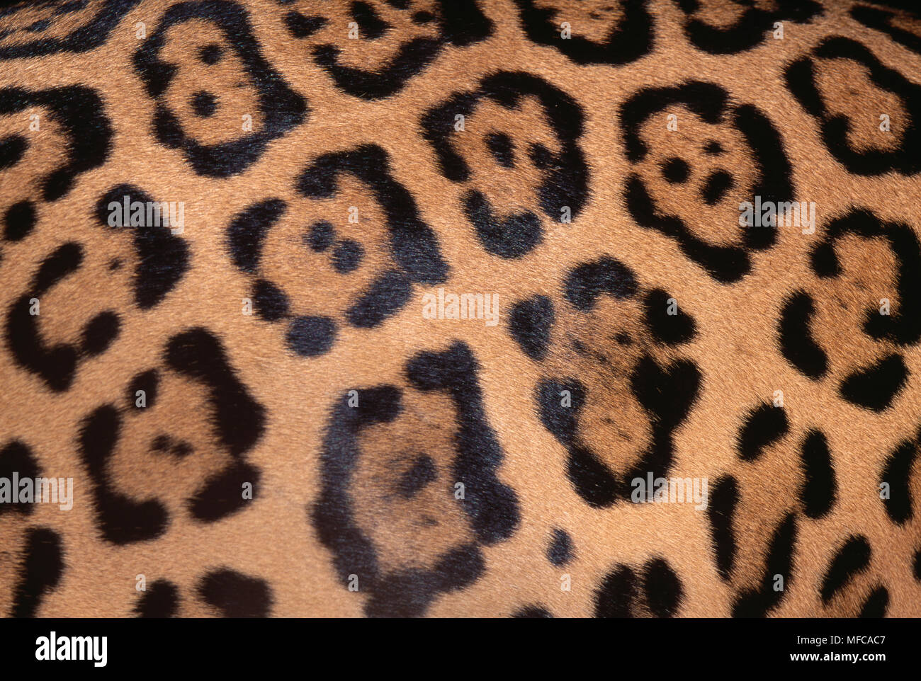 JAGUAR FUR, close detail Panthera onca (in captivity) Endangered ...