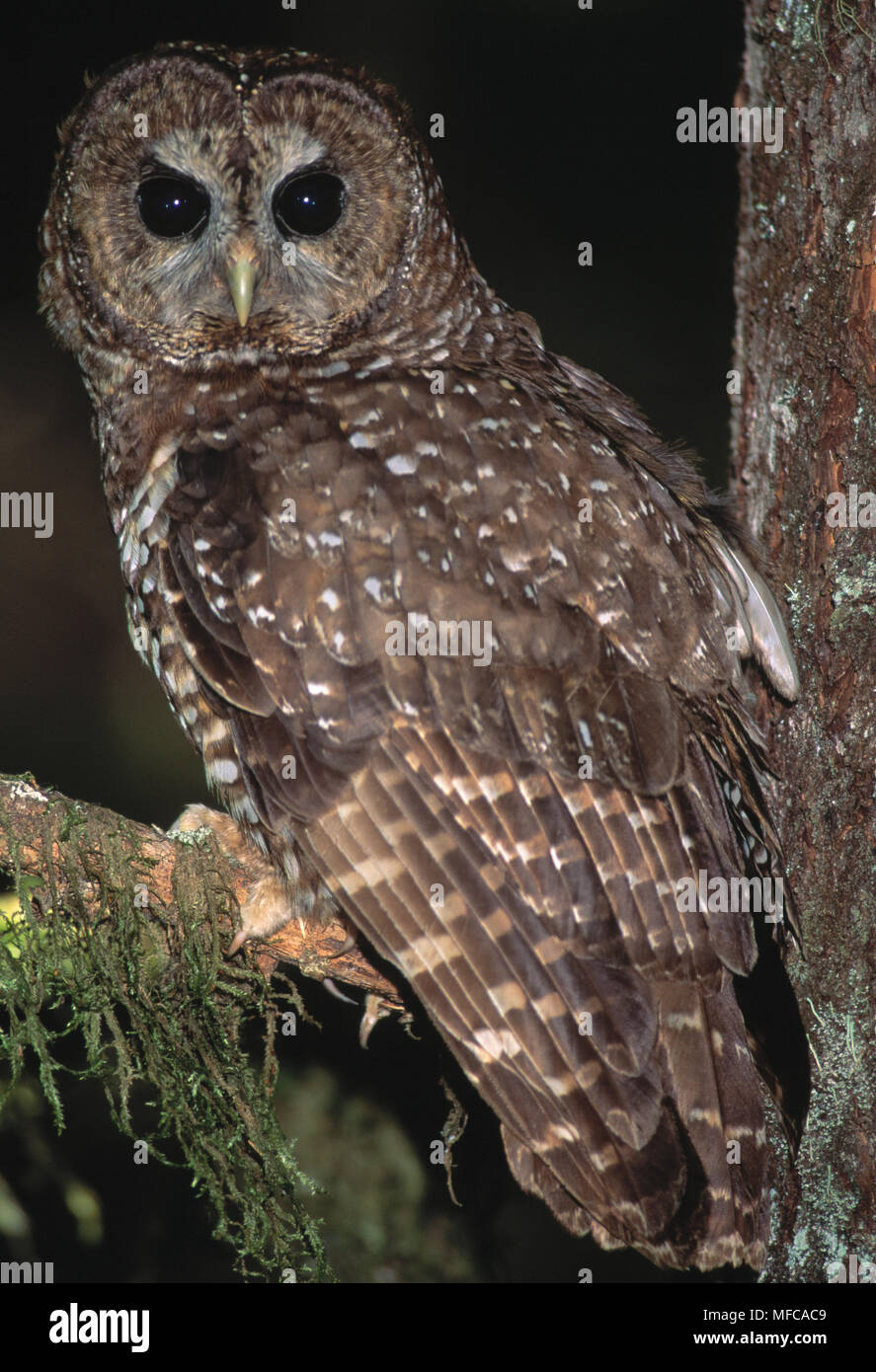 Northern spotted owls hi-res stock photography and images - Alamy