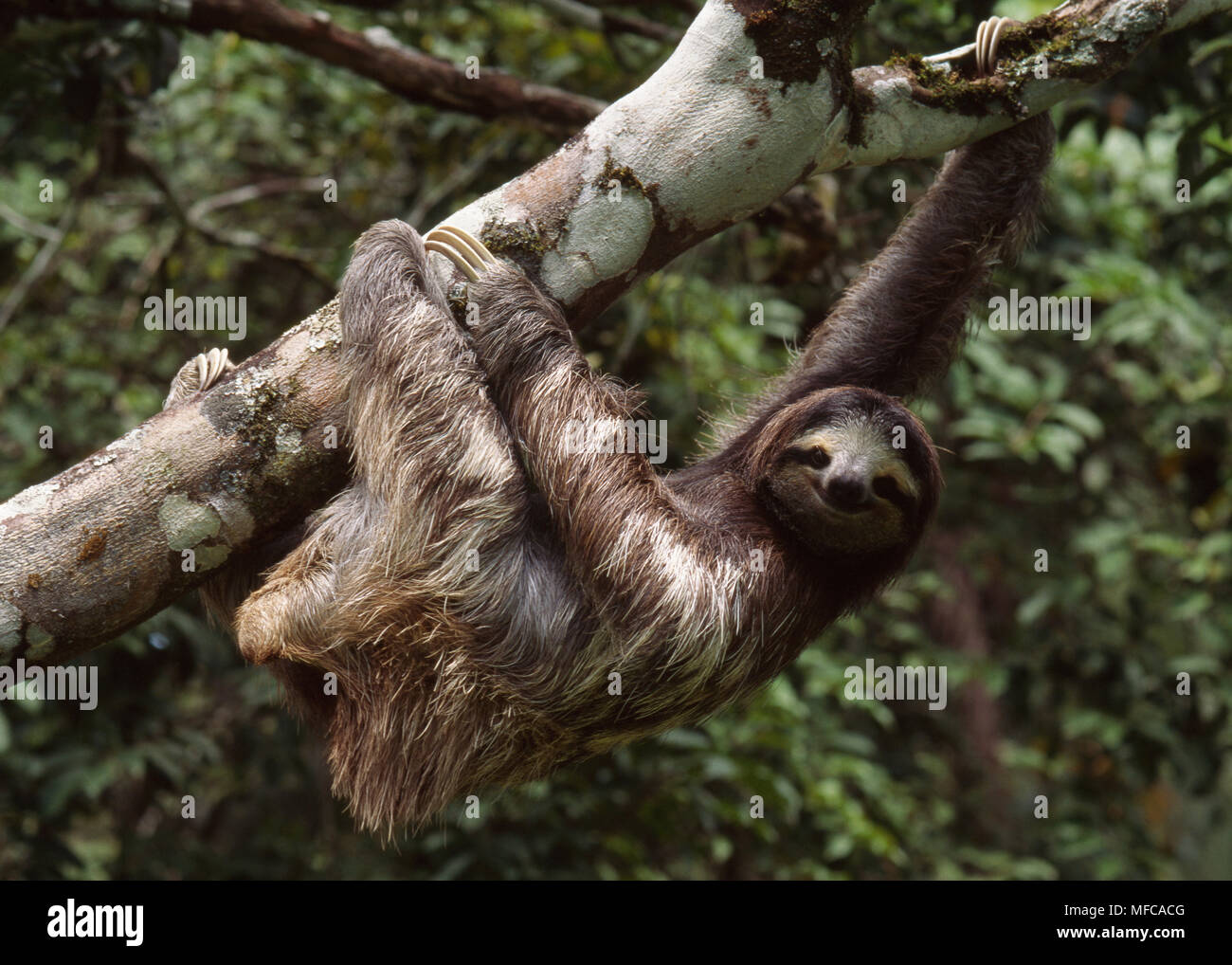 THREE-TOED SLOTH Bradypus tridactylus Cahuita National Park, Costa Rica ...