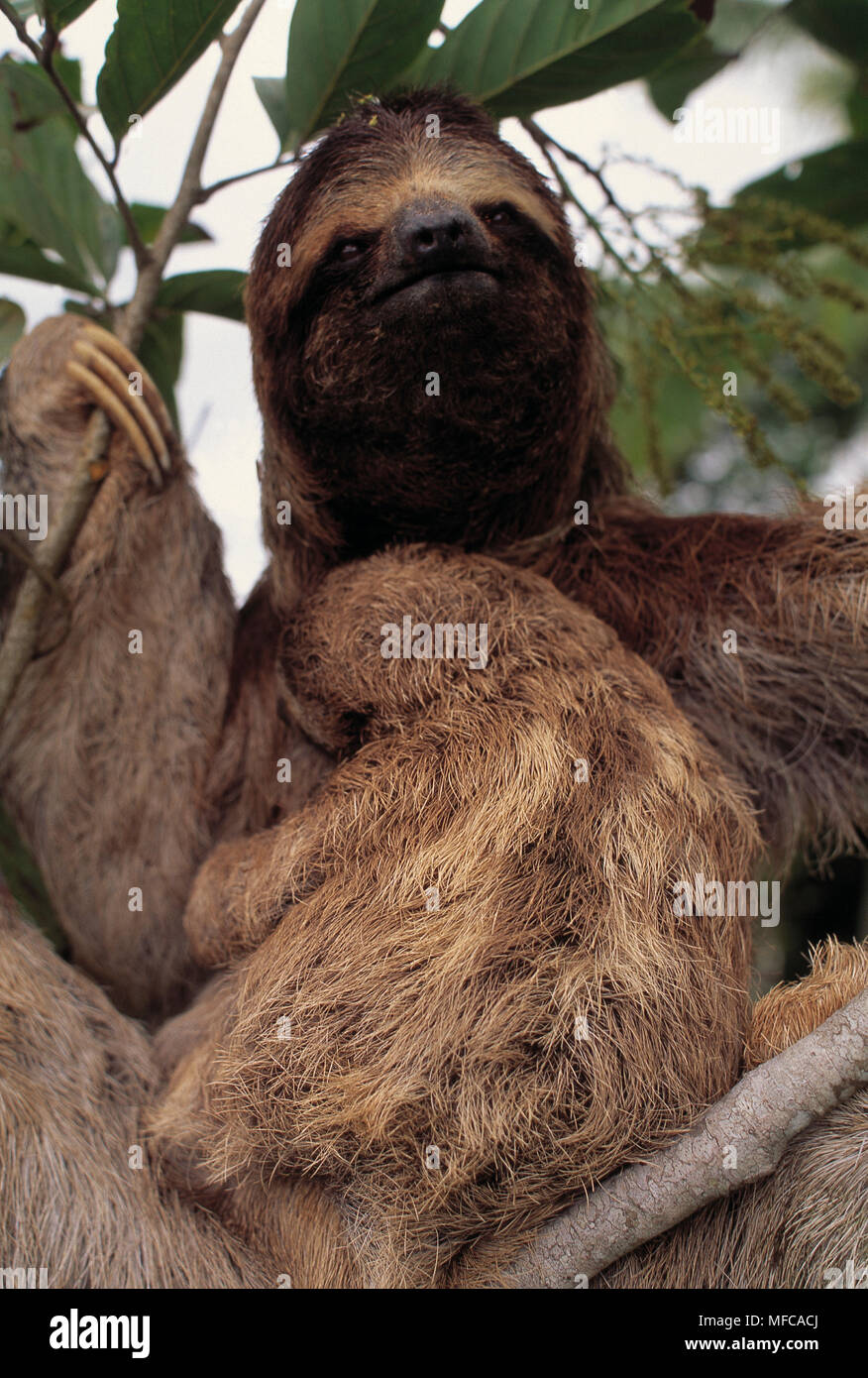 THREE-TOED SLOTH with young Bradypus tridactylus Corcovado National ...