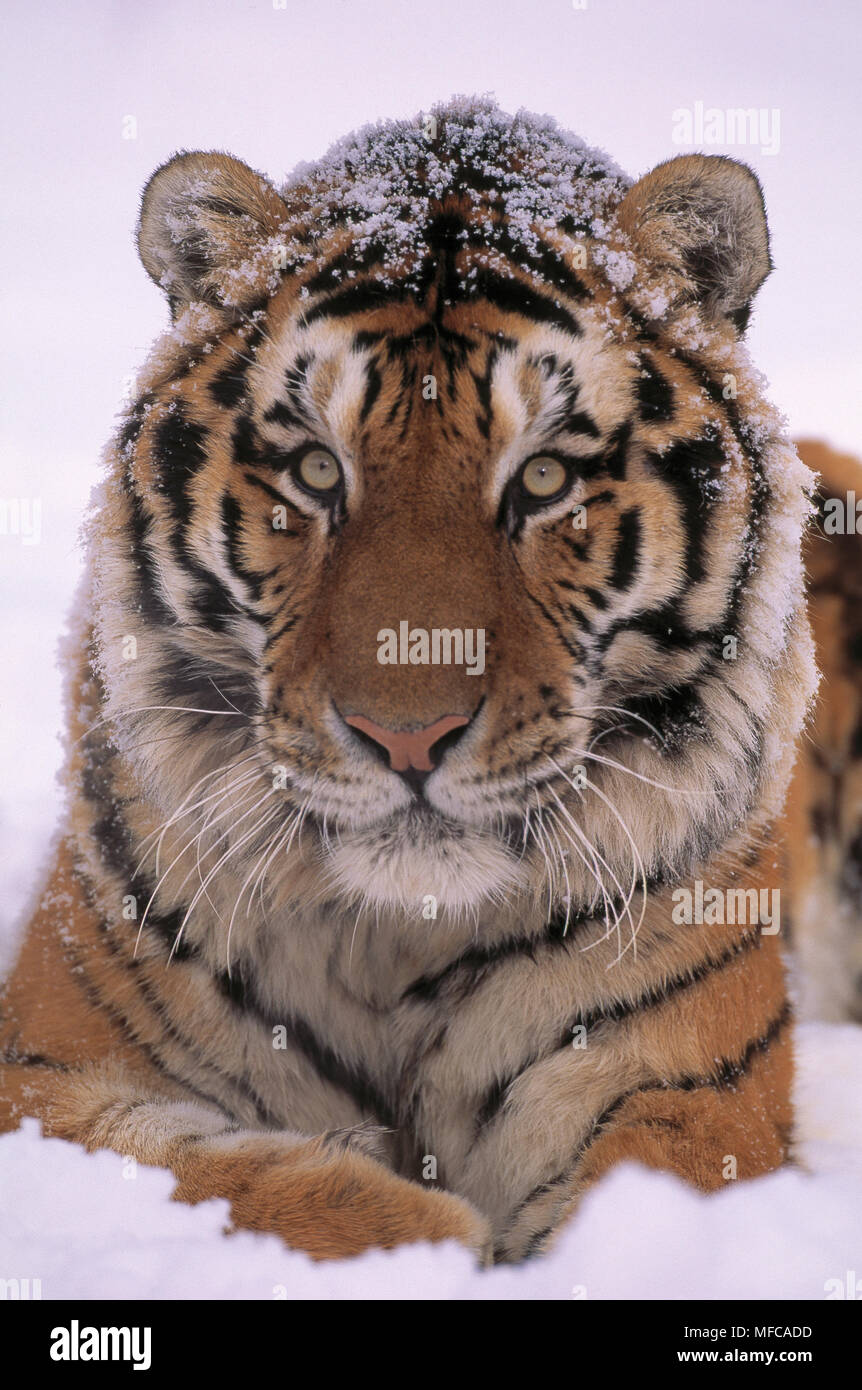 SIBERIAN TIGER Panthera tigris altaica resting on snow. Endangered ...
