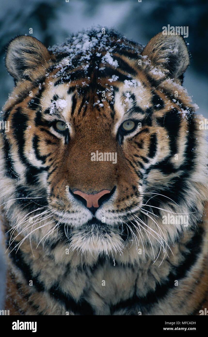 SIBERIAN TIGER Panthera tigris altaica face detail (in captivity Stock ...