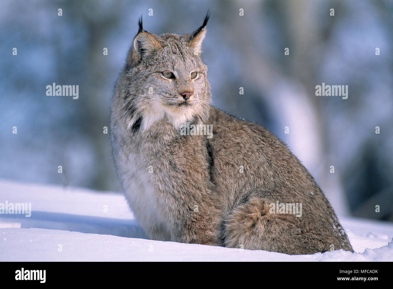 CANADIAN LYNX sitting in snow Felis canadensis (Lynx canadensis ...