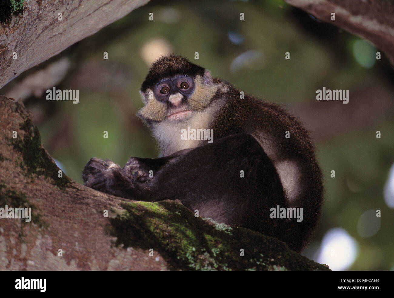 Redtail monkey hi-res stock photography and images - Alamy