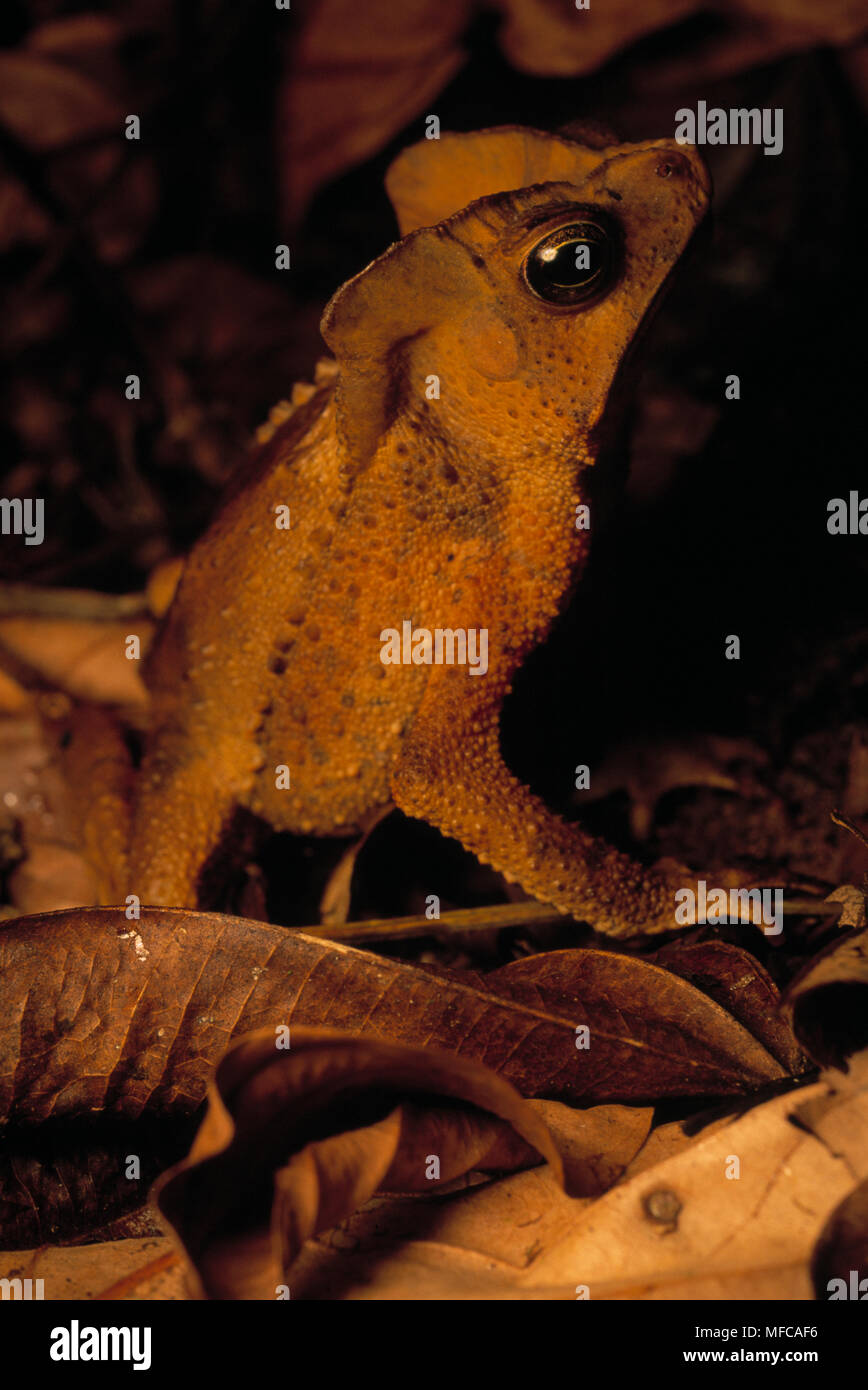 SOUTH AMERICAN COMMON TOAD Bufo typhonius camouflaged in leaflitter ...
