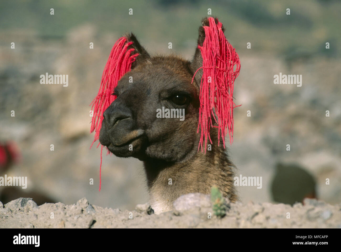 LLAMA head detail Lama glama with ears decorated by owner Callejon de ...
