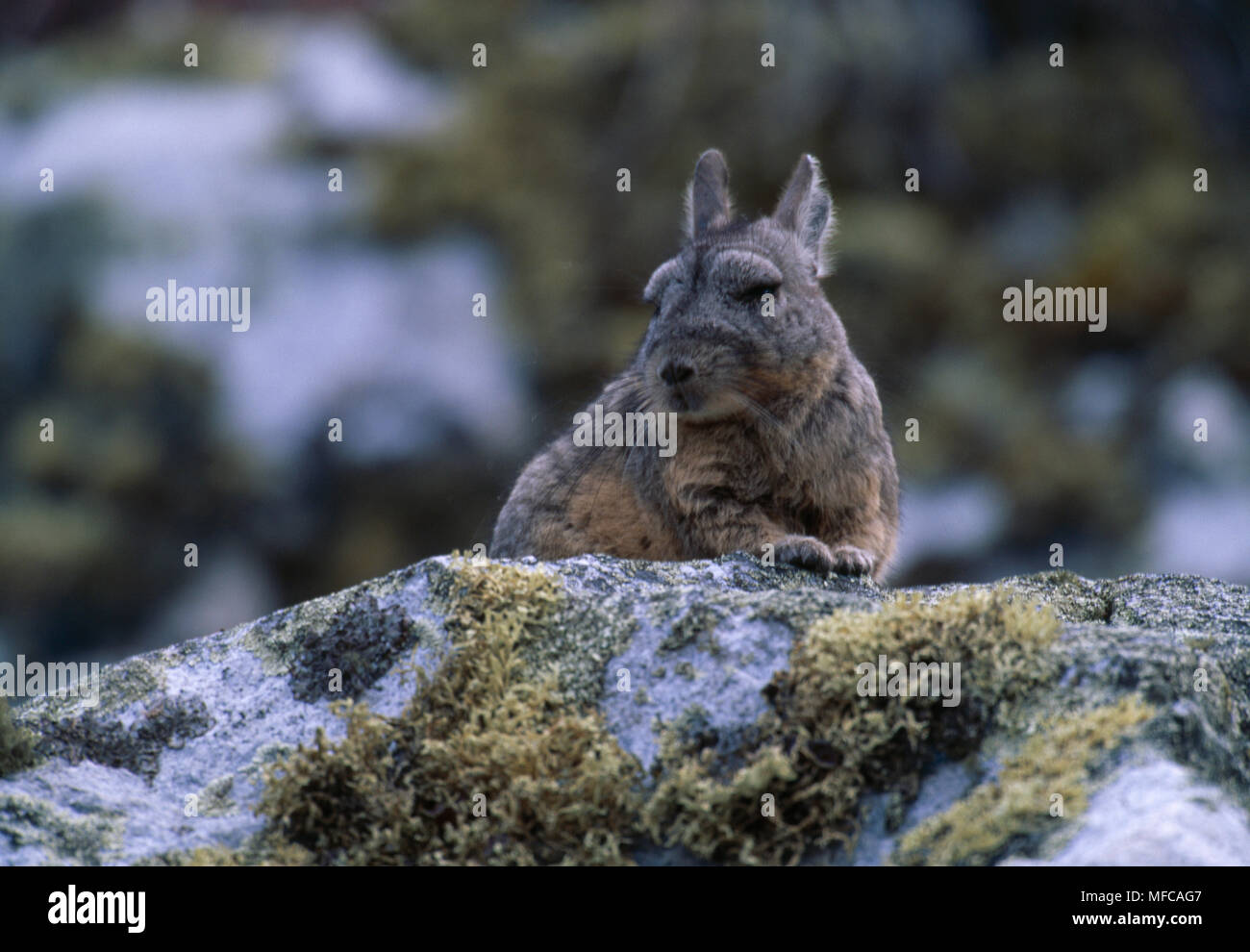 Lagidium peruanum hi-res stock photography and images - Alamy