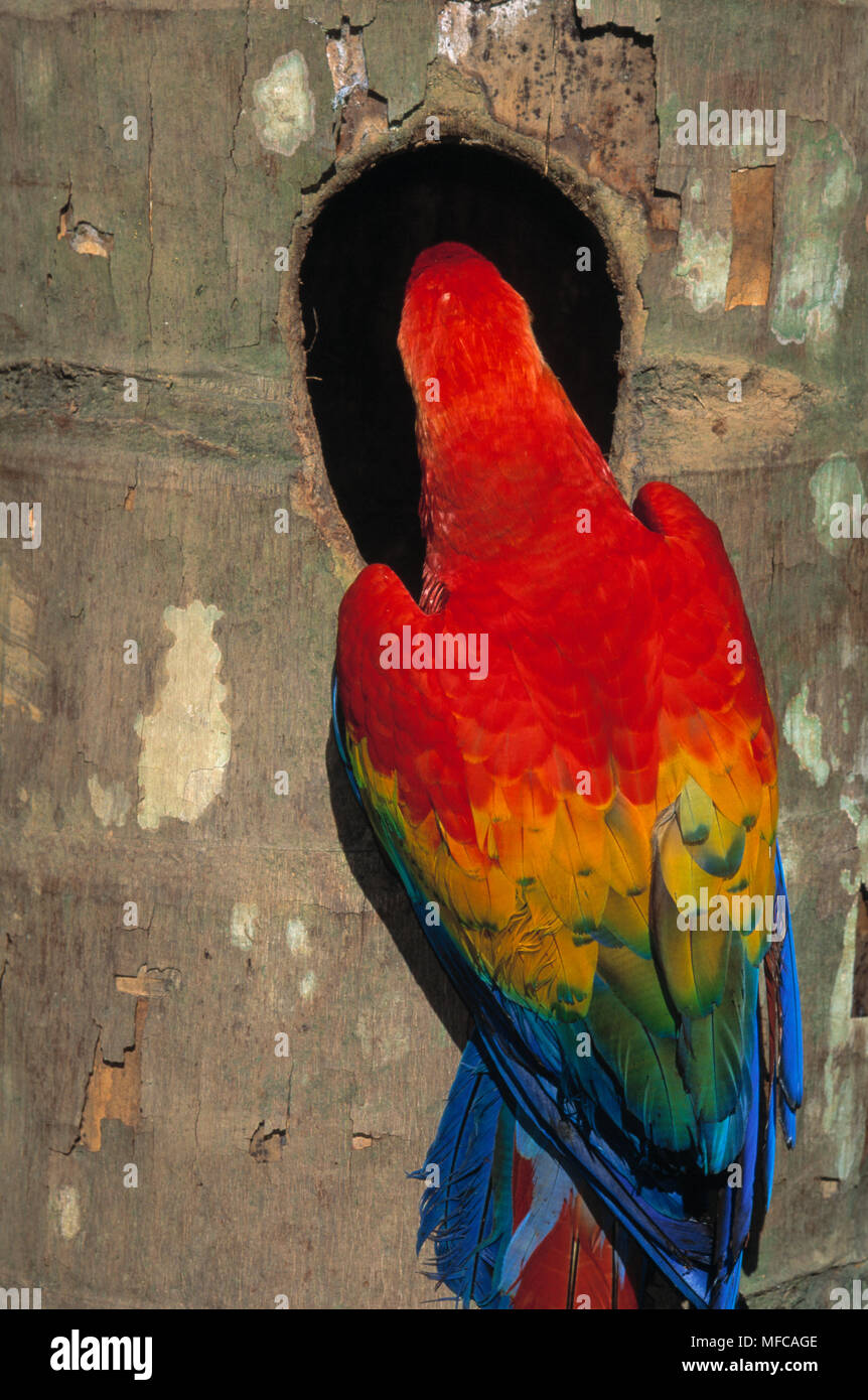 Scarlet Macaw Nest High Resolution Stock Photography and Images - Alamy