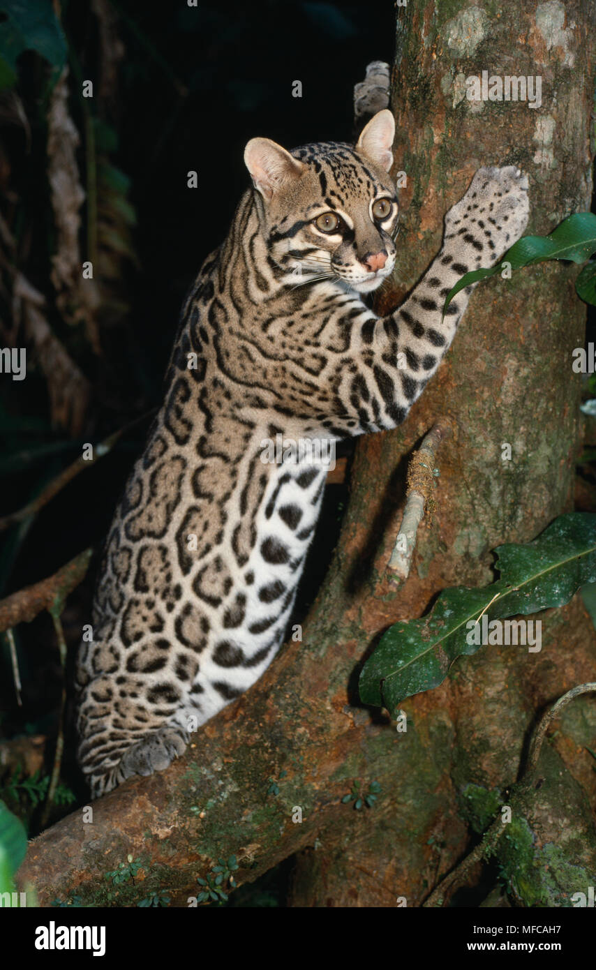 OCELOT sharpening claws Felis pardalis Braulio Carillo National Park ...