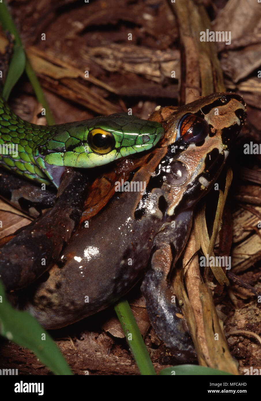 VINE SNAKE eating toad Leptophis sp. Tortuguero National Park, Costa ...