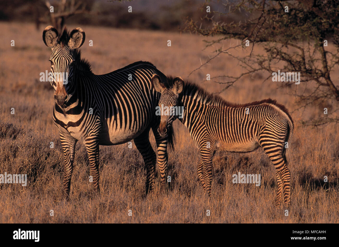 Grevys zebra equus grevyi female hi-res stock photography and images ...