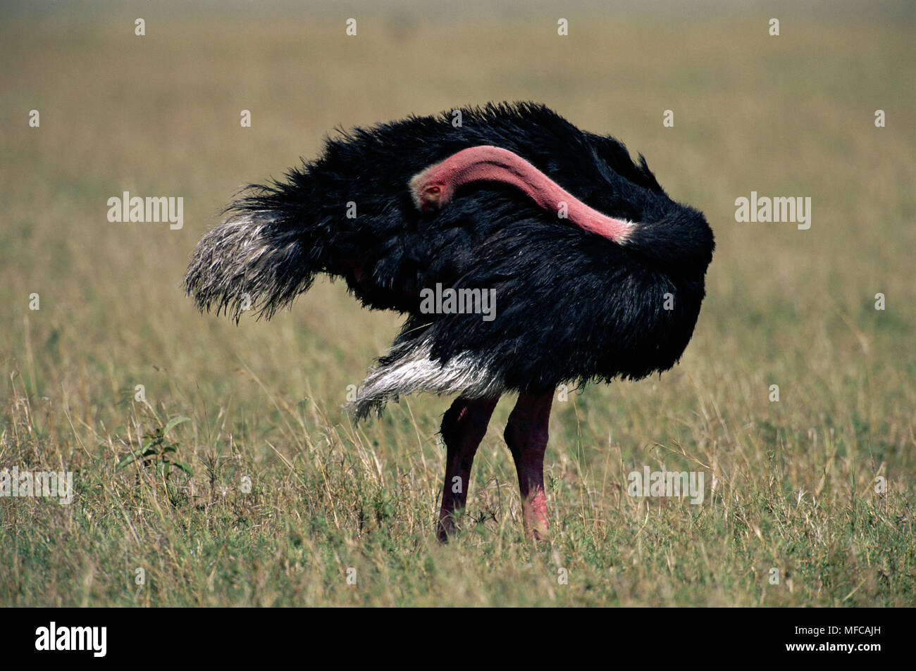 Ksc001601a hi-res stock photography and images - Alamy