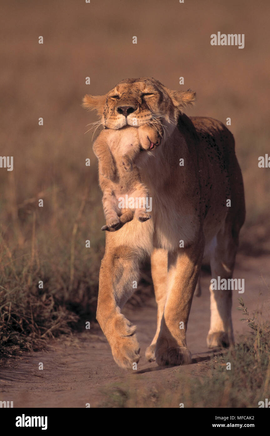 AFRICAN LIONESS Panthera leo carying young in mouth to safety from fire ...