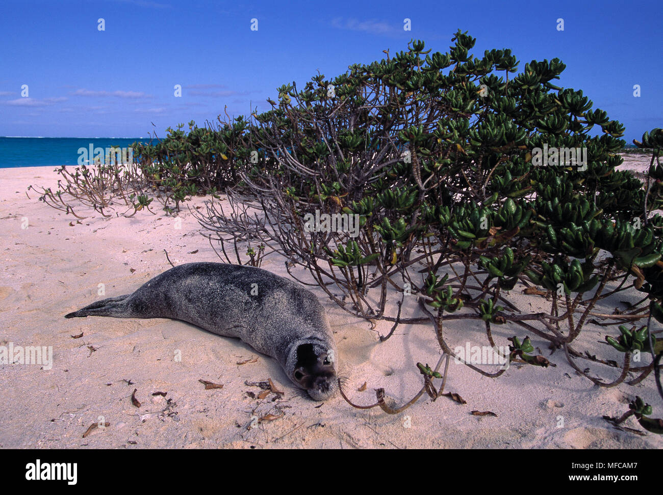 Monk seal endangered animals beach hi-res stock photography and images ...