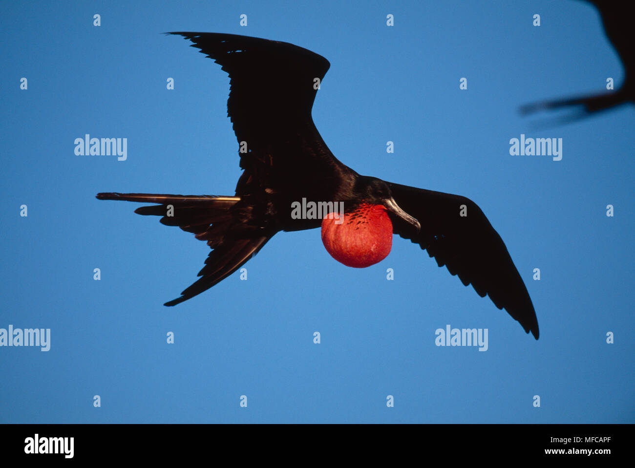MAGNIFICENT FRIGATEBIRD Fregata magnificens male in flight. Honduras ...