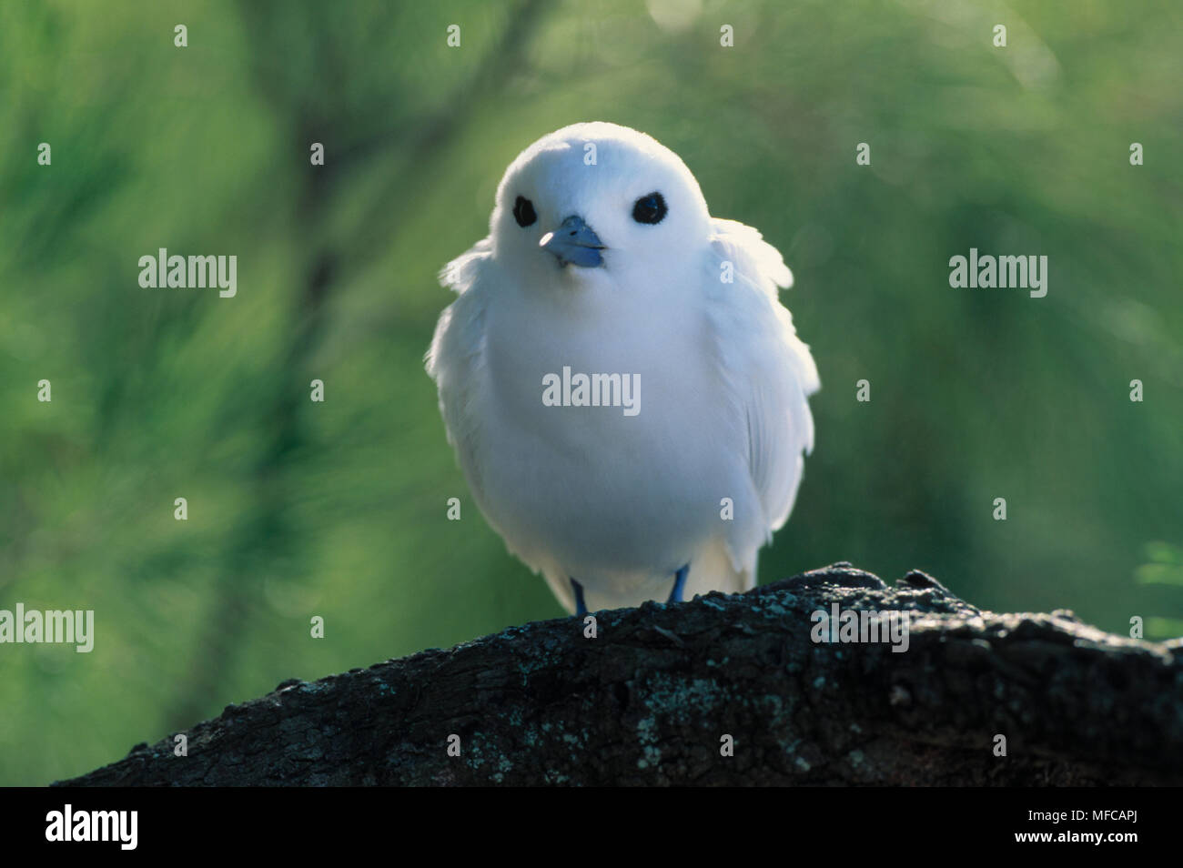 WHITE TERN or FAIRY TERN on rock Gygis alba monte Midway Atoll, Hawaii ...