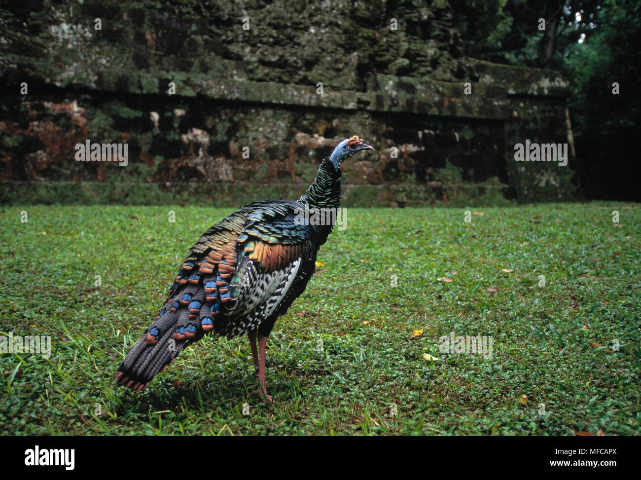 OCELLATED TURKEY Agriocharis ocellata in front of Tikal Maya Ruins ...