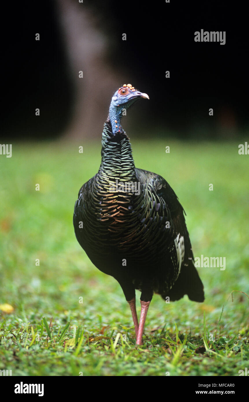 Tikal animals hi-res stock photography and images - Alamy