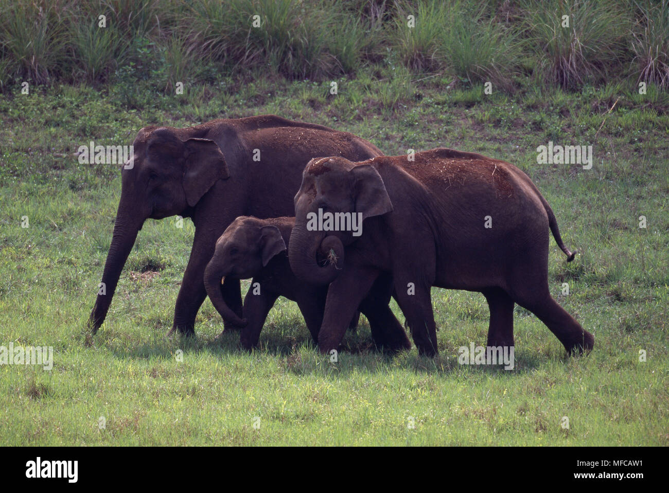 Periyar wildlife sanctuary and elephant hi-res stock photography and ...