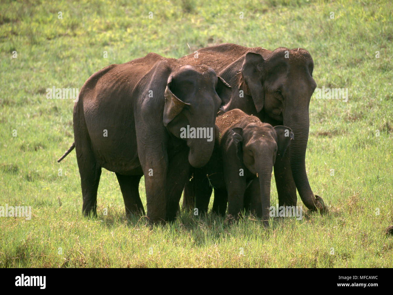 ASIAN ELEPHANT family group Elephas maximus Periyar Sanctuary, Kerala ...