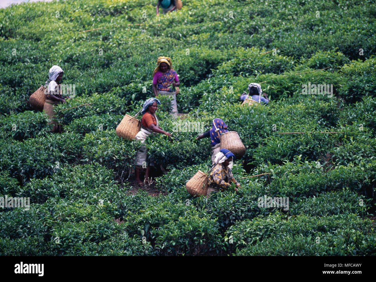 WOMEN TEA PICKERS AT WORK Western Ghat Highlands, Kerala, India Stock ...