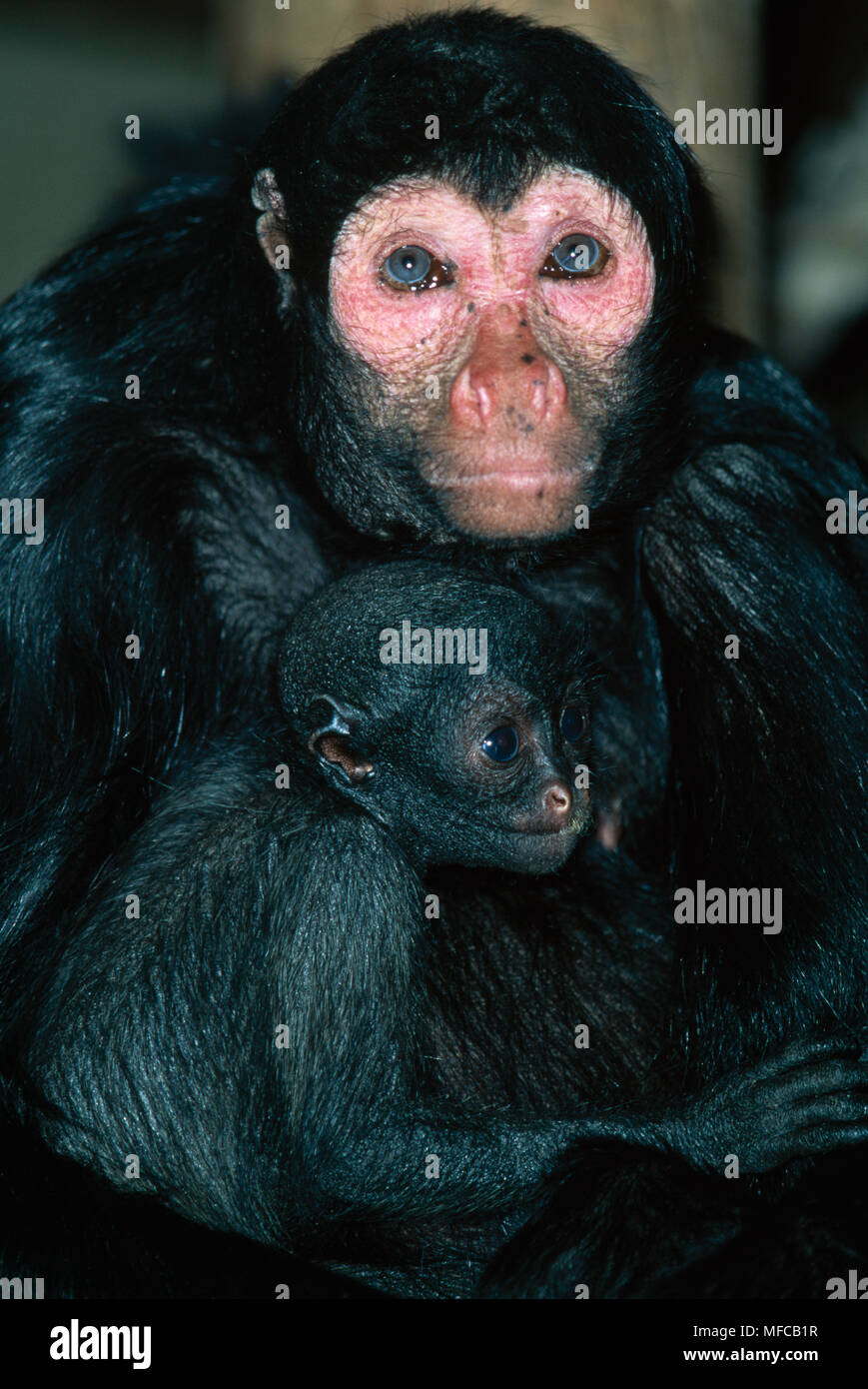 Red faced spider monkey hi-res stock photography and images - Alamy
