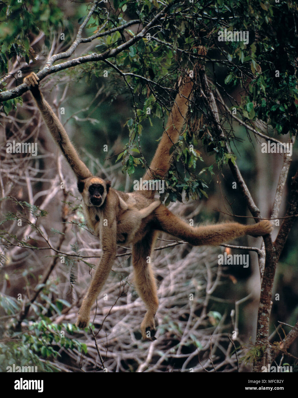 Woolly spider hi-res stock photography and images - Alamy