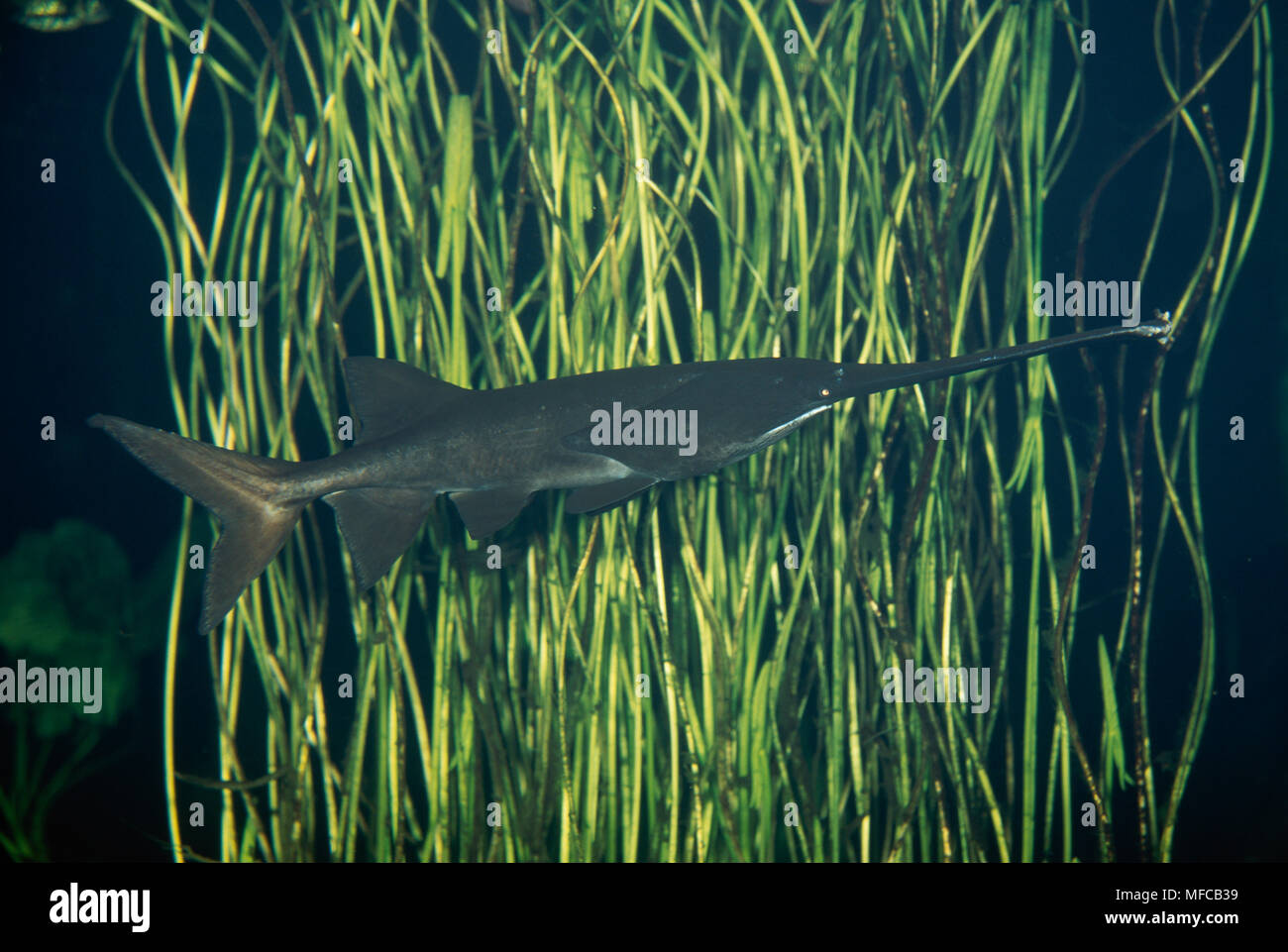Polyodon hi-res stock photography and images - Alamy