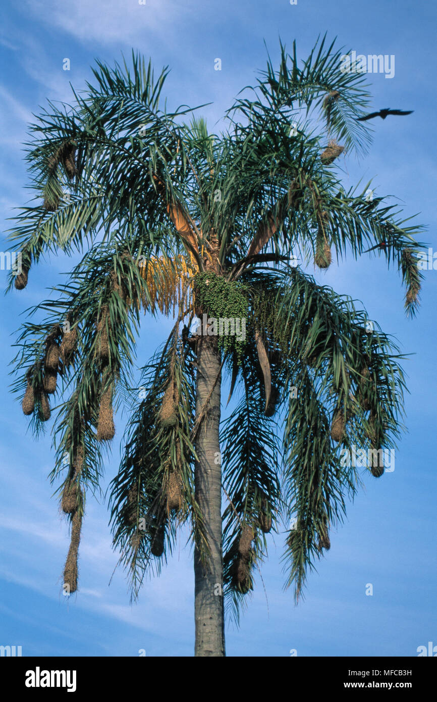 RED-RUMPED CACIQUE NESTS Cacicus haemorrhous hanging from palm Iguacu ...