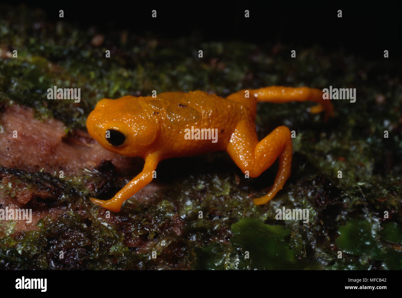GOLD FROG Brachycephalus ephippium in Atlantic rainforest. Itatiaia ...