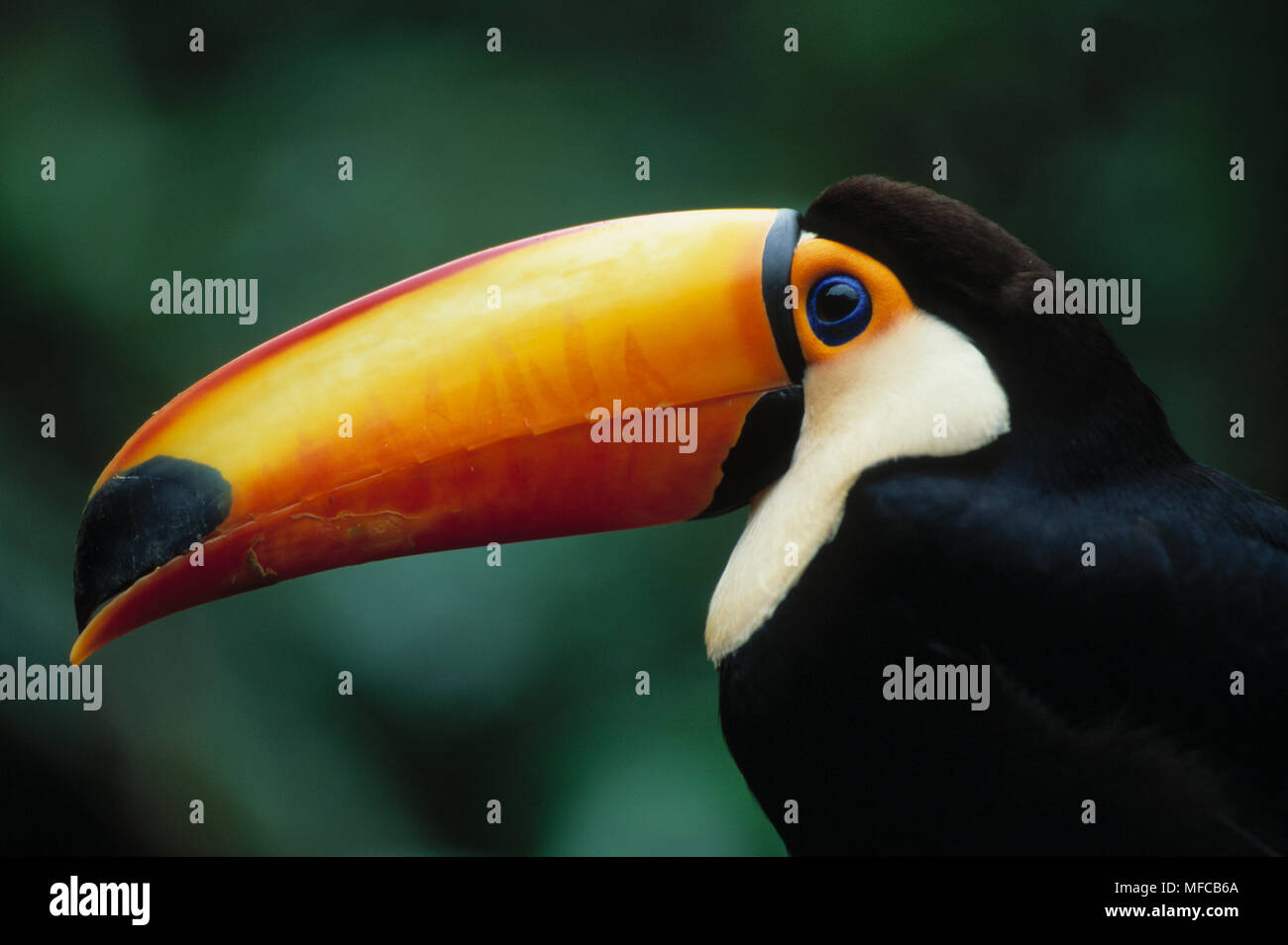 TOCO TOUCAN head detail Ramphastos toco Iguazu Falls National Park ...