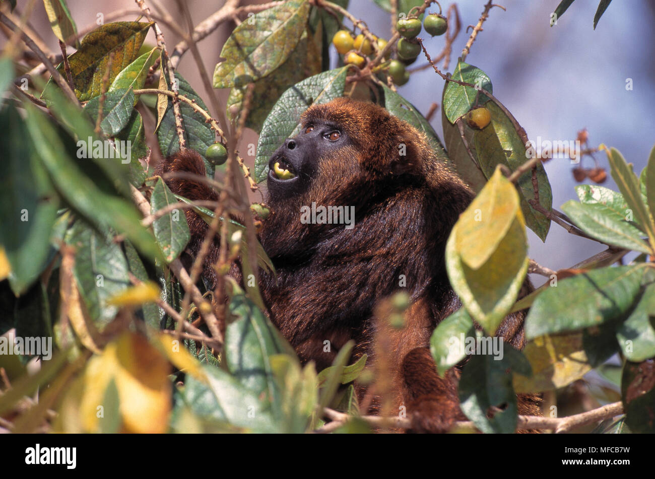 BROWN HOWLER MONKEY Alouatta fusca eating fruit off tree, Caratinga ...