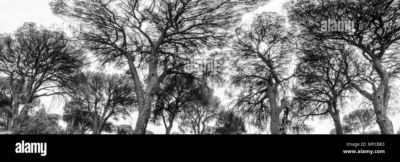 PINO PIÑONERO - Stone pine (Pinus pinea), is also called the Italian ...