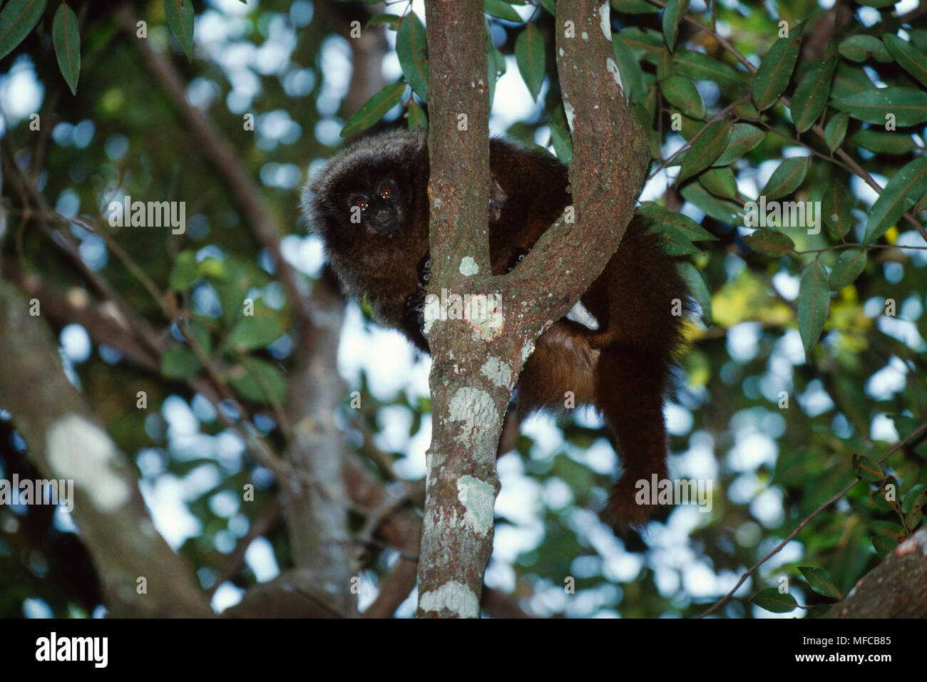 Masked monkeys hi-res stock photography and images - Alamy