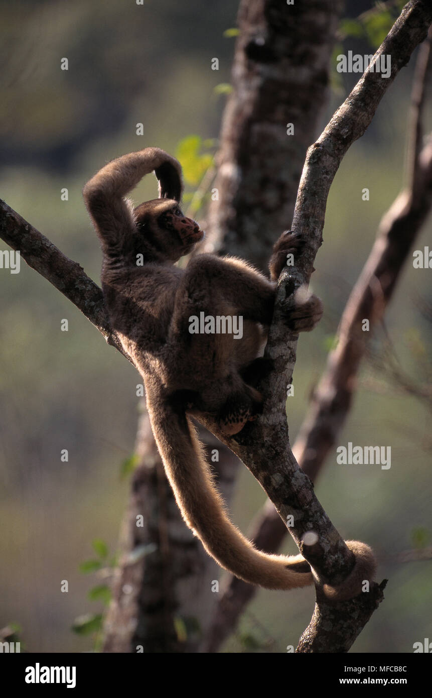 WOOLLY SPIDER MONKEY Brachyteles arachnoides Critically endangered ...