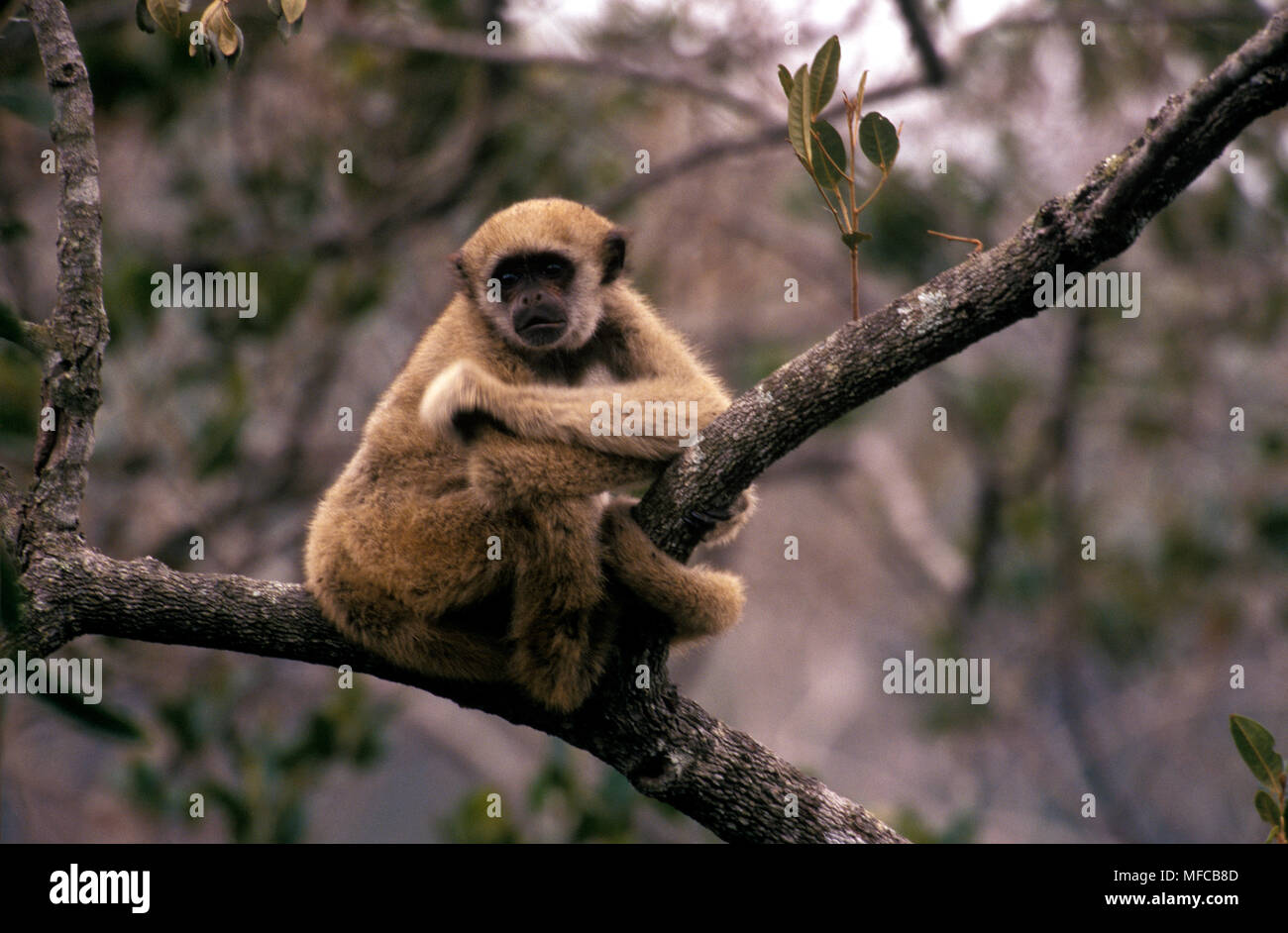 Woolly spider monkey brazil hi-res stock photography and images - Alamy