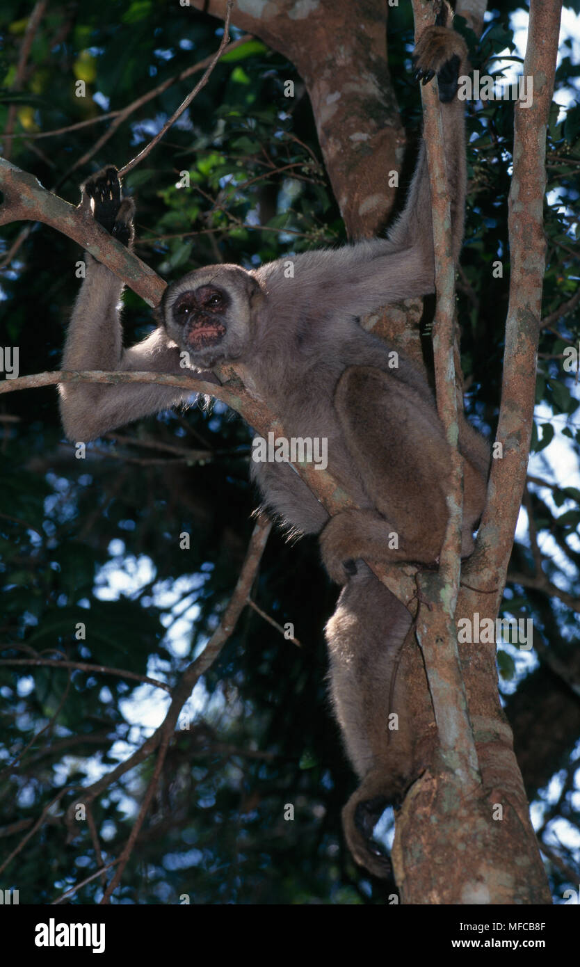 WOOLLY SPIDER MONKEY Brachyteles arachnoides Caratinga Reserve, Minas ...