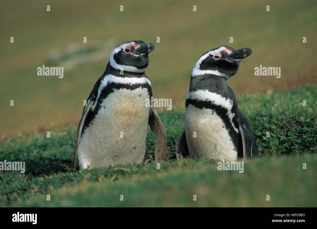 MAGELLANIC PENGUIN Spheniscus magellanicus pair at nest, Falkland ...