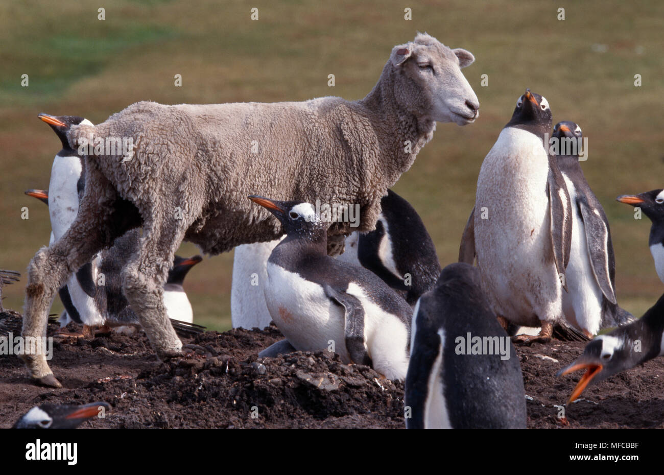 Falkland islands penguins sheep hi-res stock photography and images - Alamy