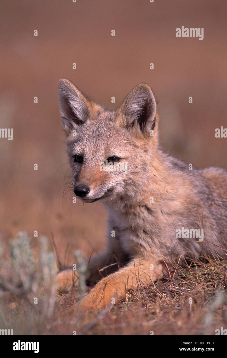 PATAGONIAN FOX young Dusicyon griseus Torres del Paine National Park ...