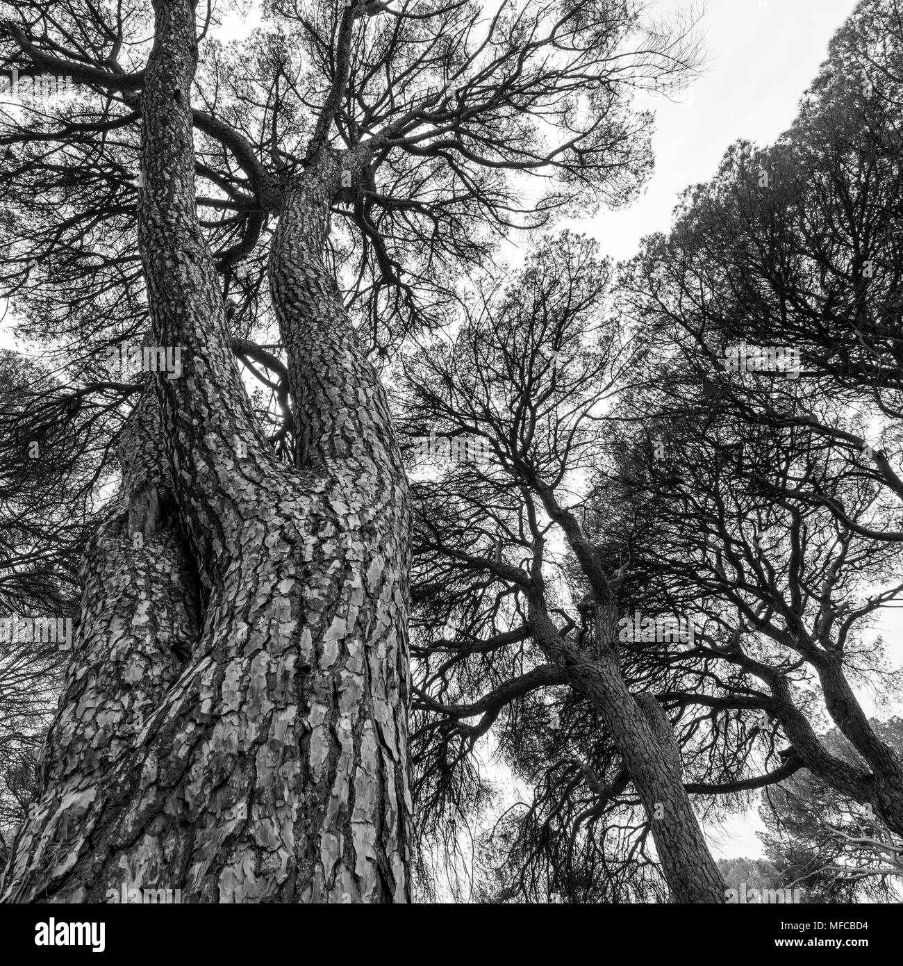 PINO PIÑONERO - Stone pine (Pinus pinea), is also called the Italian ...