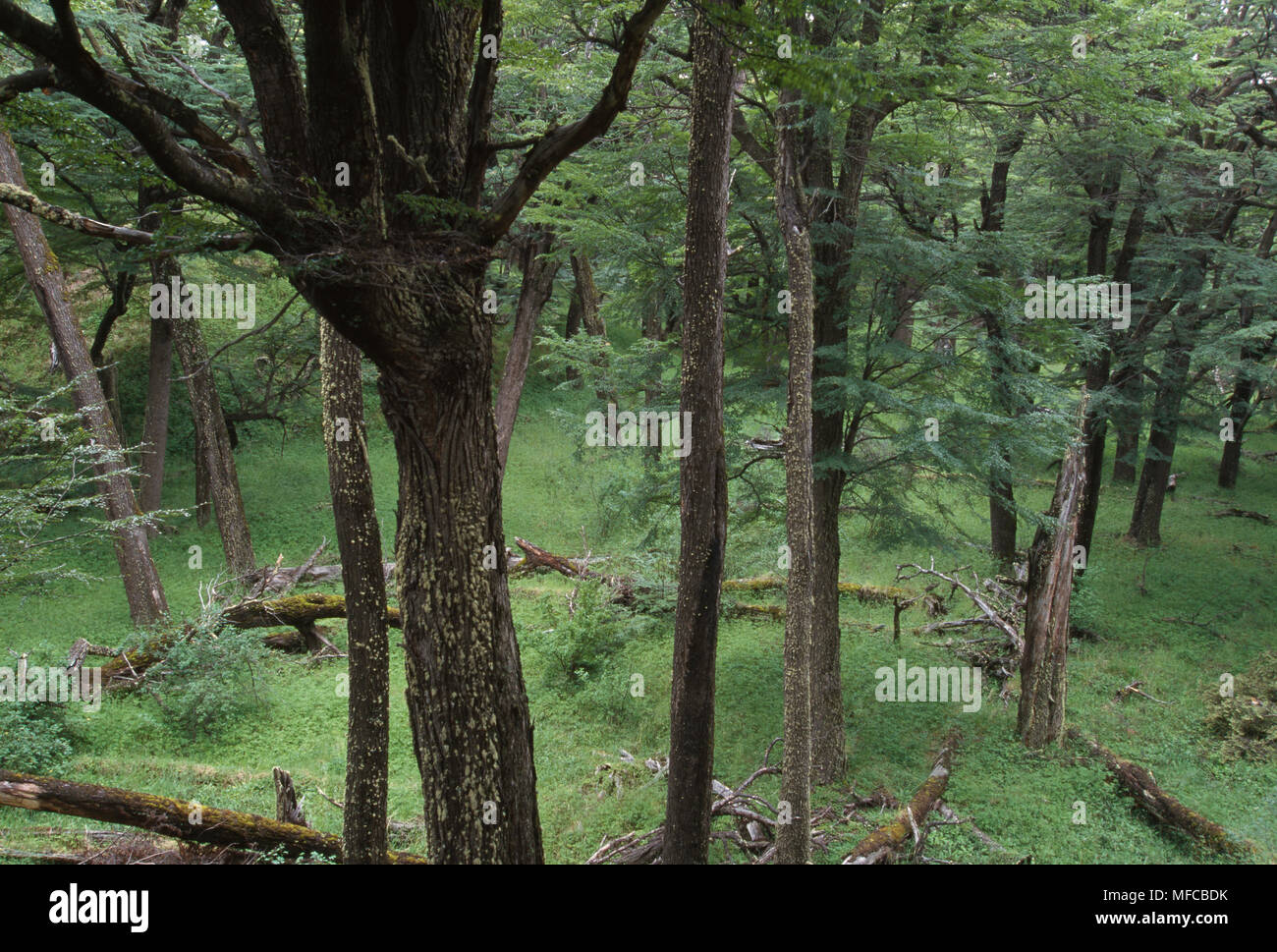 SOUTHERN BEECH WOODLAND Nothofagus sp. Torres del Paine National Park ...