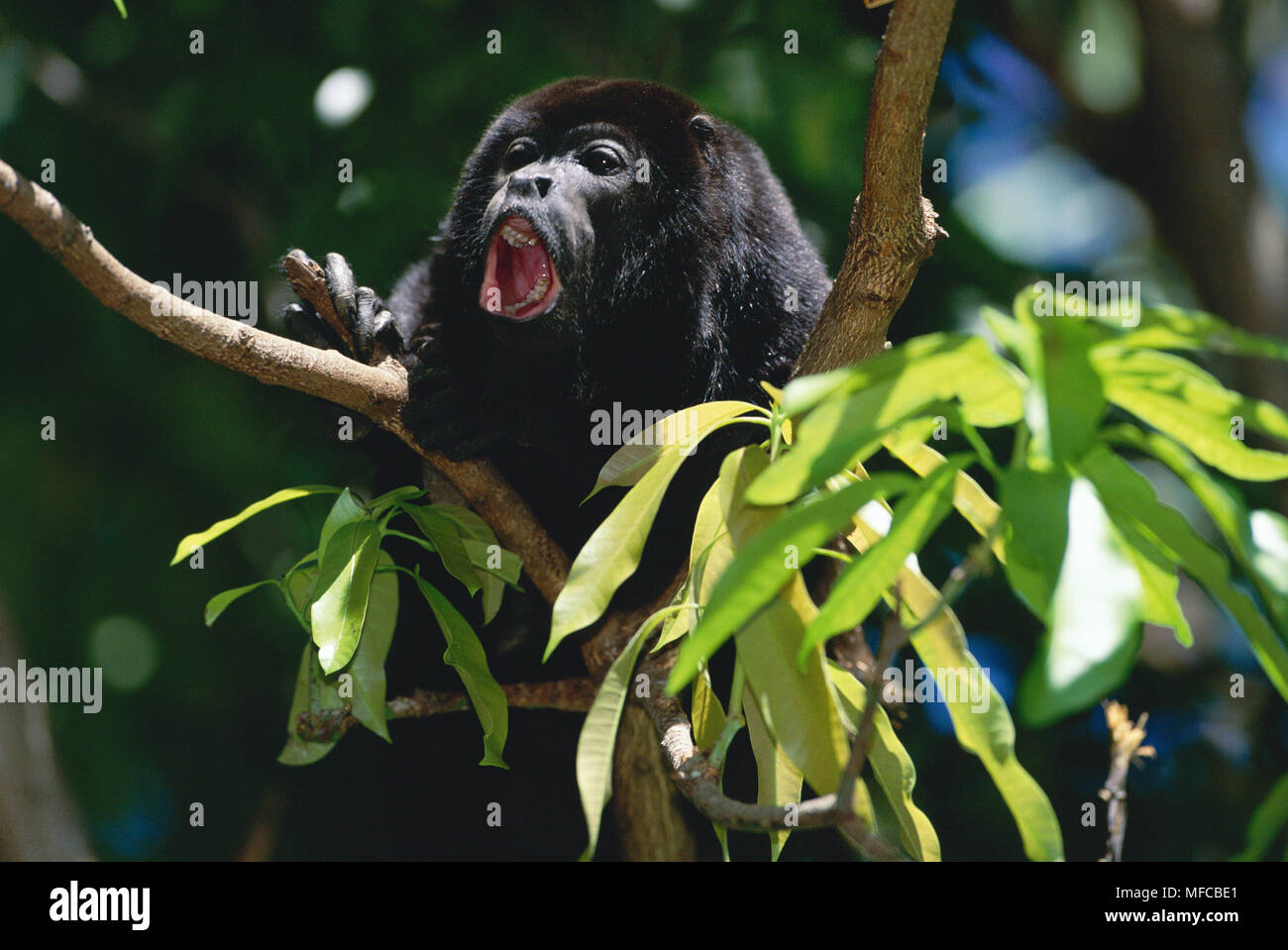 MANTLED HOWLER MONKEY Alouatta palliata male howling Corcovado National ...