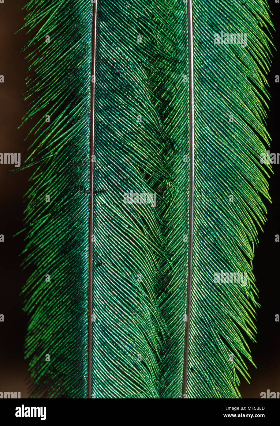 RESPLENDENT QUETZAL male Pharomachrus mocinno Detail of tail covert ...