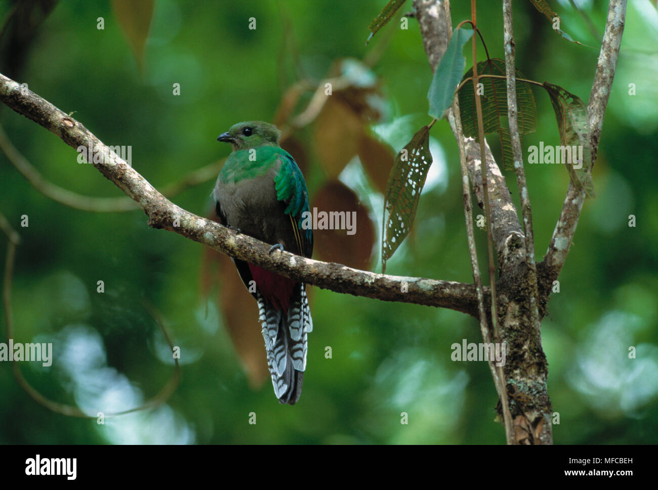 RESPLENDENT QUETZAL female Pharomachrus mocinno in cloudforest Costa ...